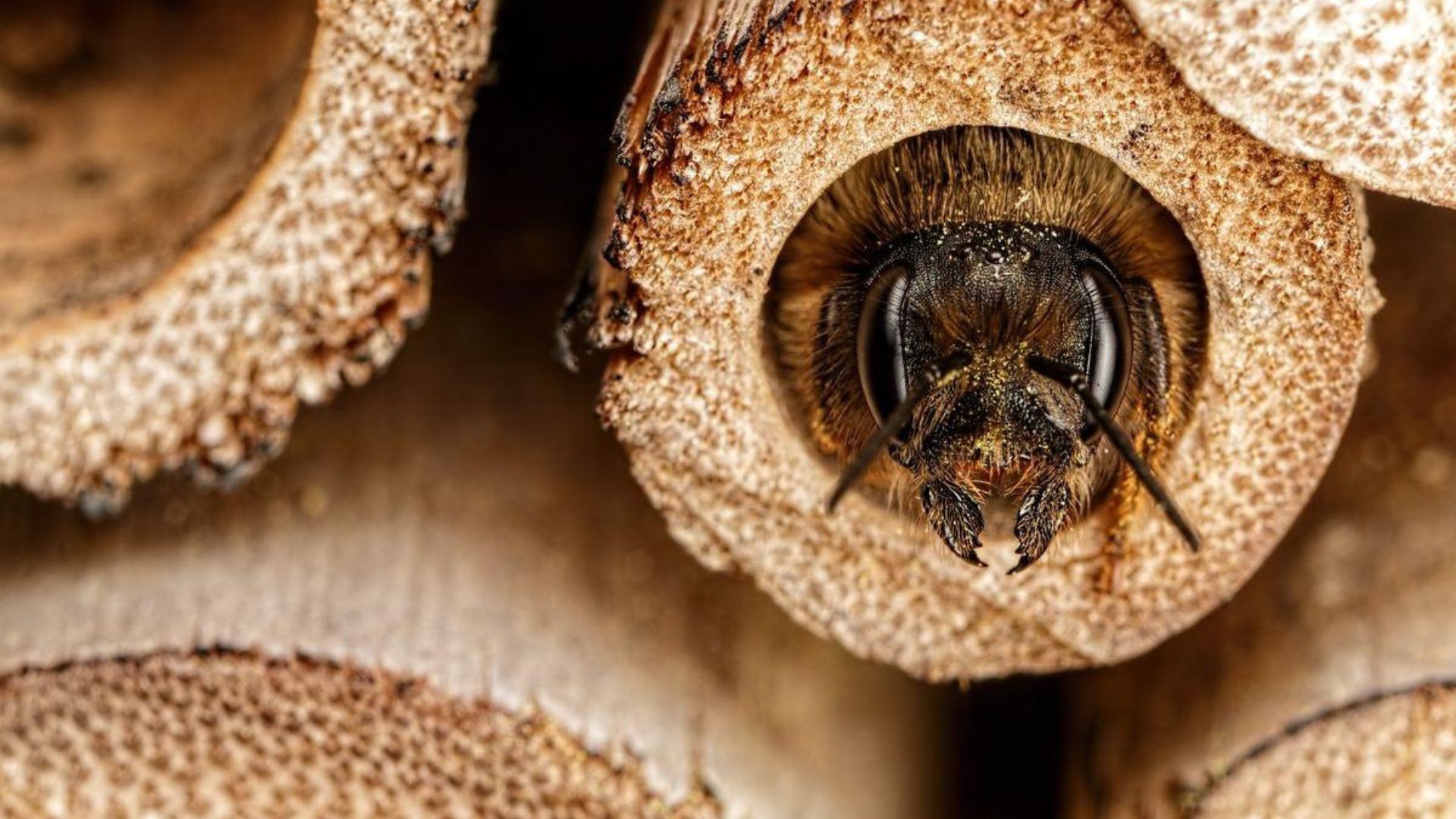 Give Bees A Chance | Mason Bees: The Essential Pollinators